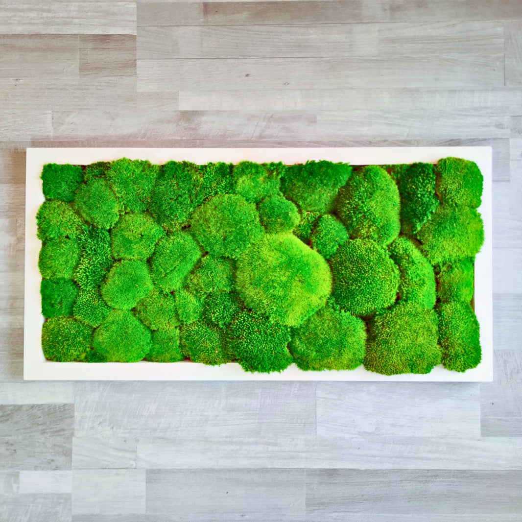 Moos & Kunst I Moosbilder mit Beleuchtung